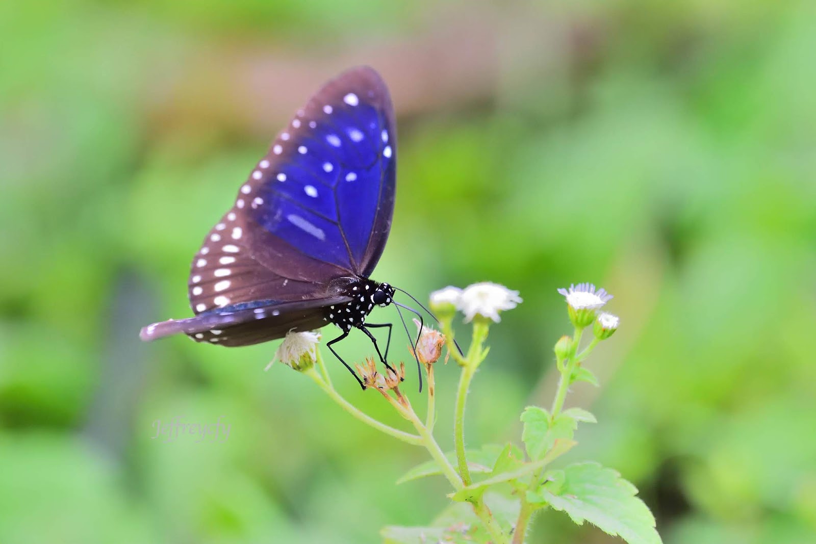 我的生態攝影集: 藍點紫斑蝶, Blue-spotted Crow, Euploea midamus,