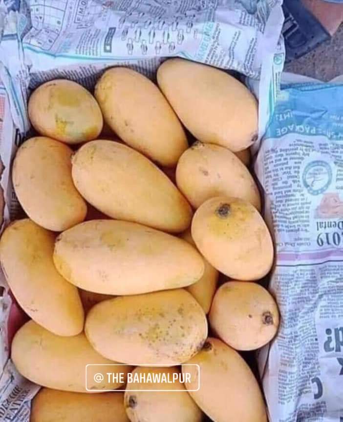 Mango! History and Varieties in Pakistan