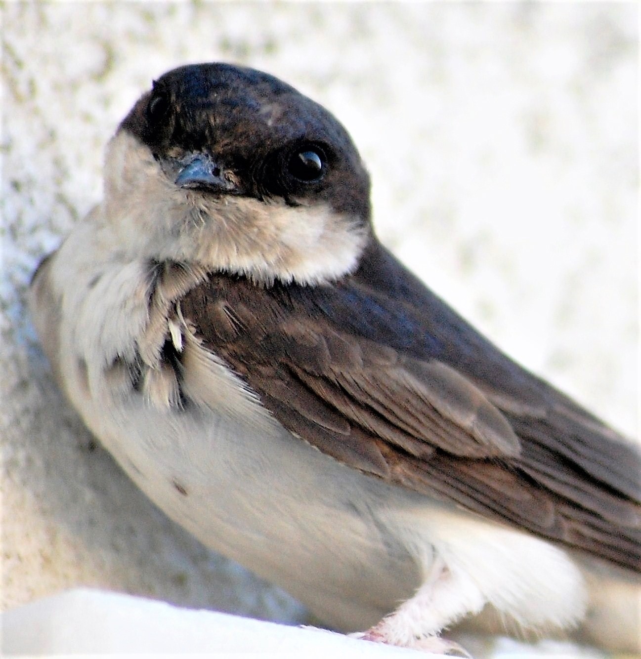 Imagens da vida animal: Andorinha-dos-beirais (Delichon urbicum)