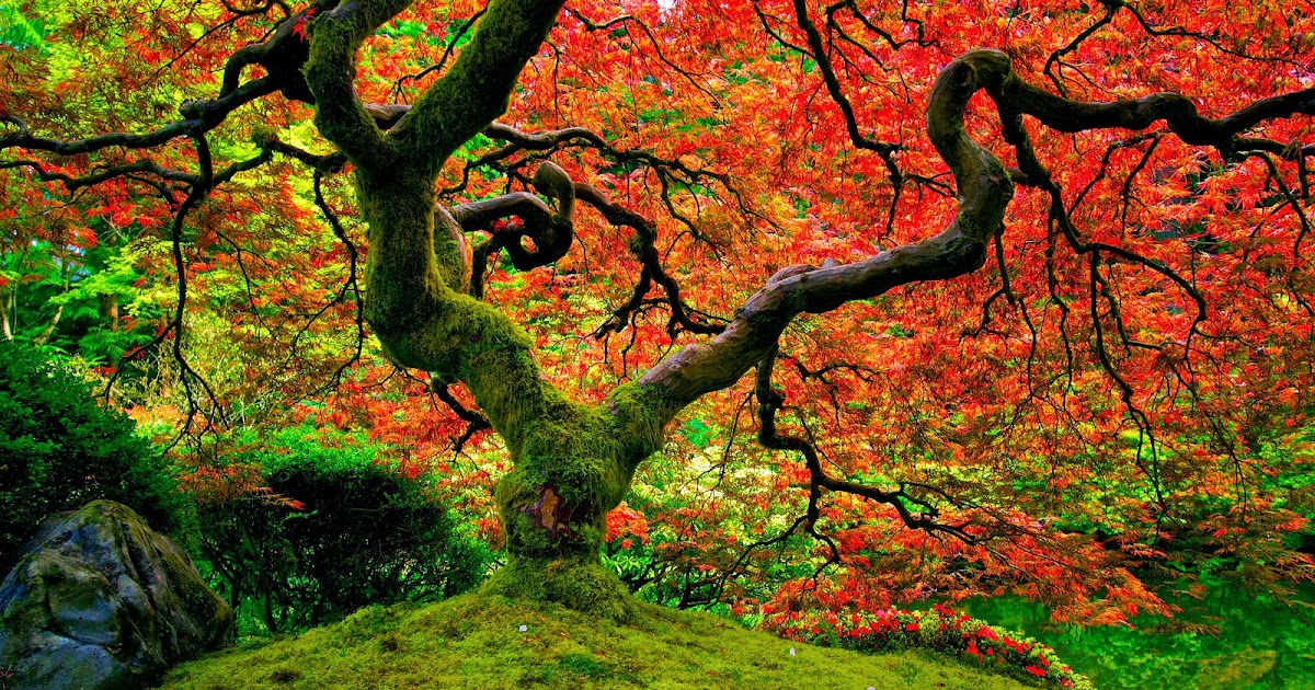 21 Lirios: DEL COLOR DE LOS ÁRBOLES