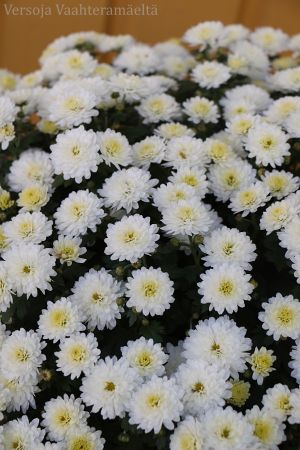 Versoja Vaahteramäeltä : Syyskukat