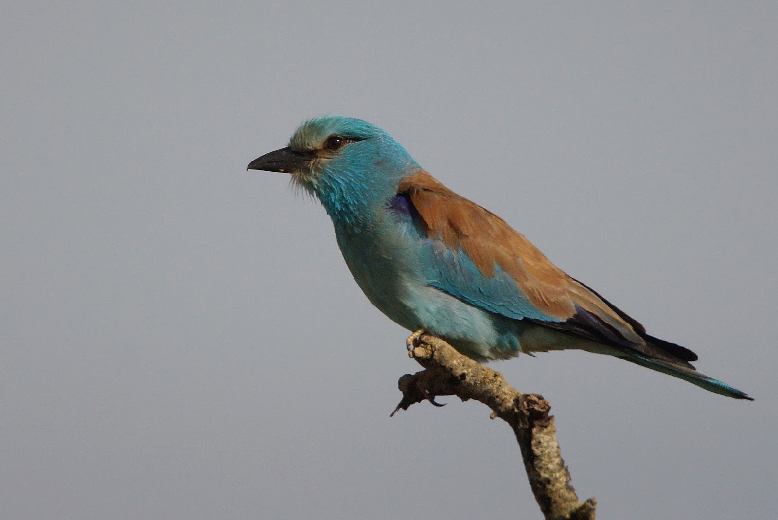 Pasión por las aves: Carraca europea.(Coracia garrulus)