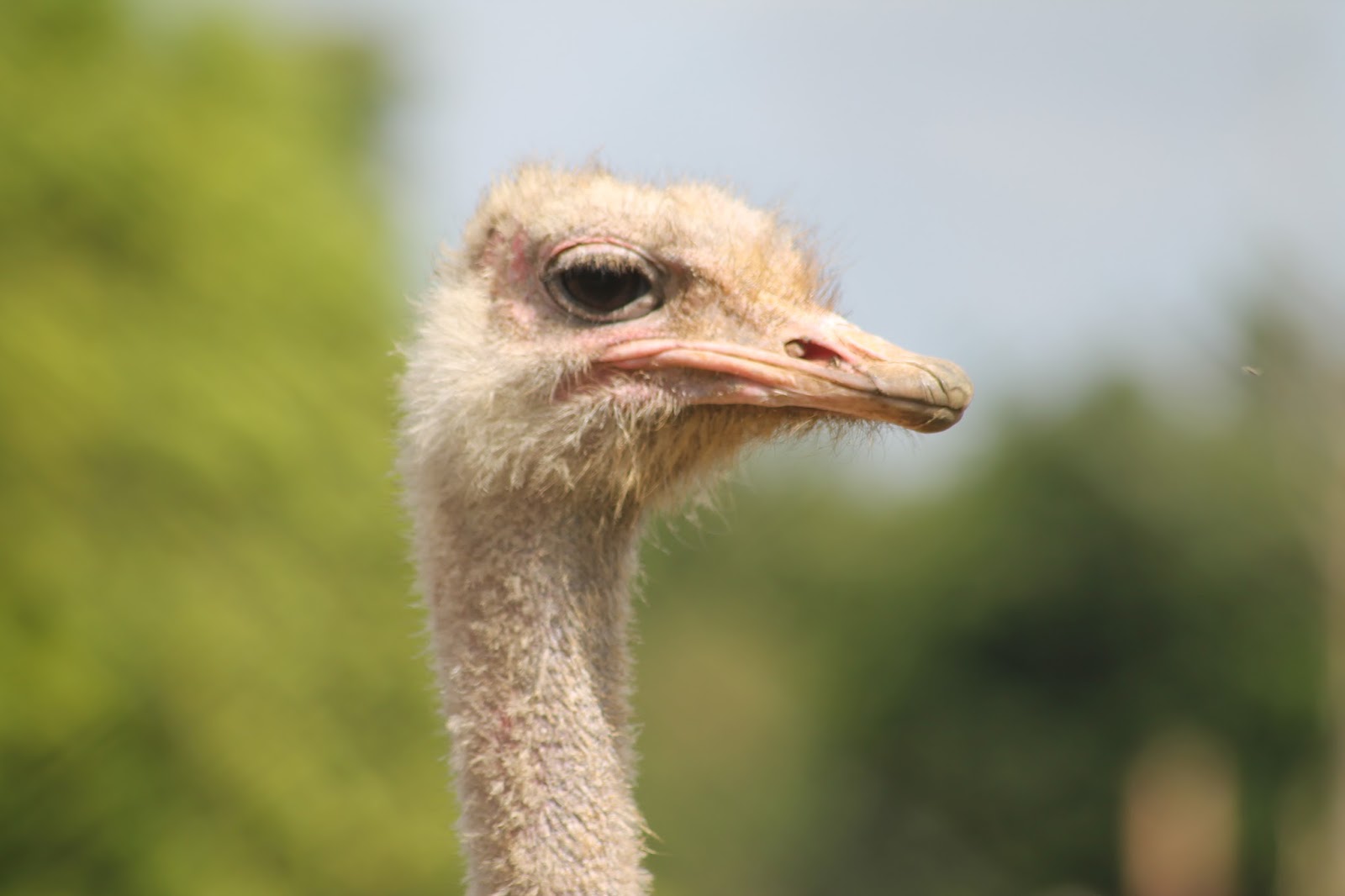 Sophie Chessum Photography: Non-domestic Animals