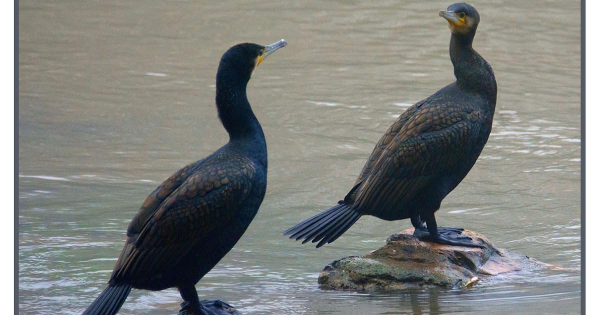 Associació Fotogràfica Jaume Oller: Corbs marins