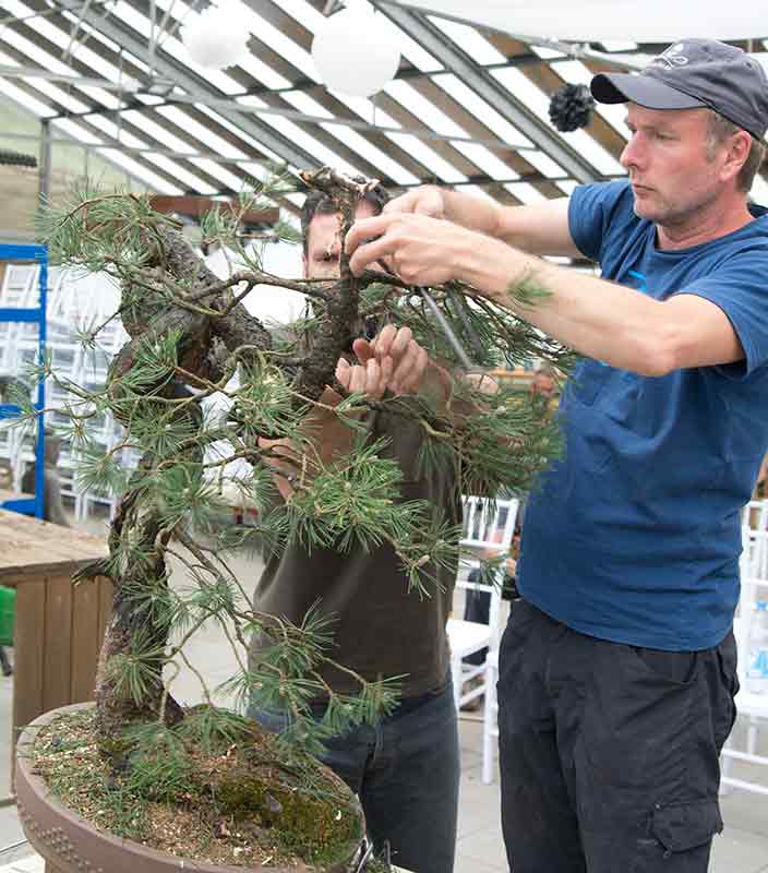 Walter Pall Bonsai Adventures: Generation Bonsai #13 demo Walter Pall