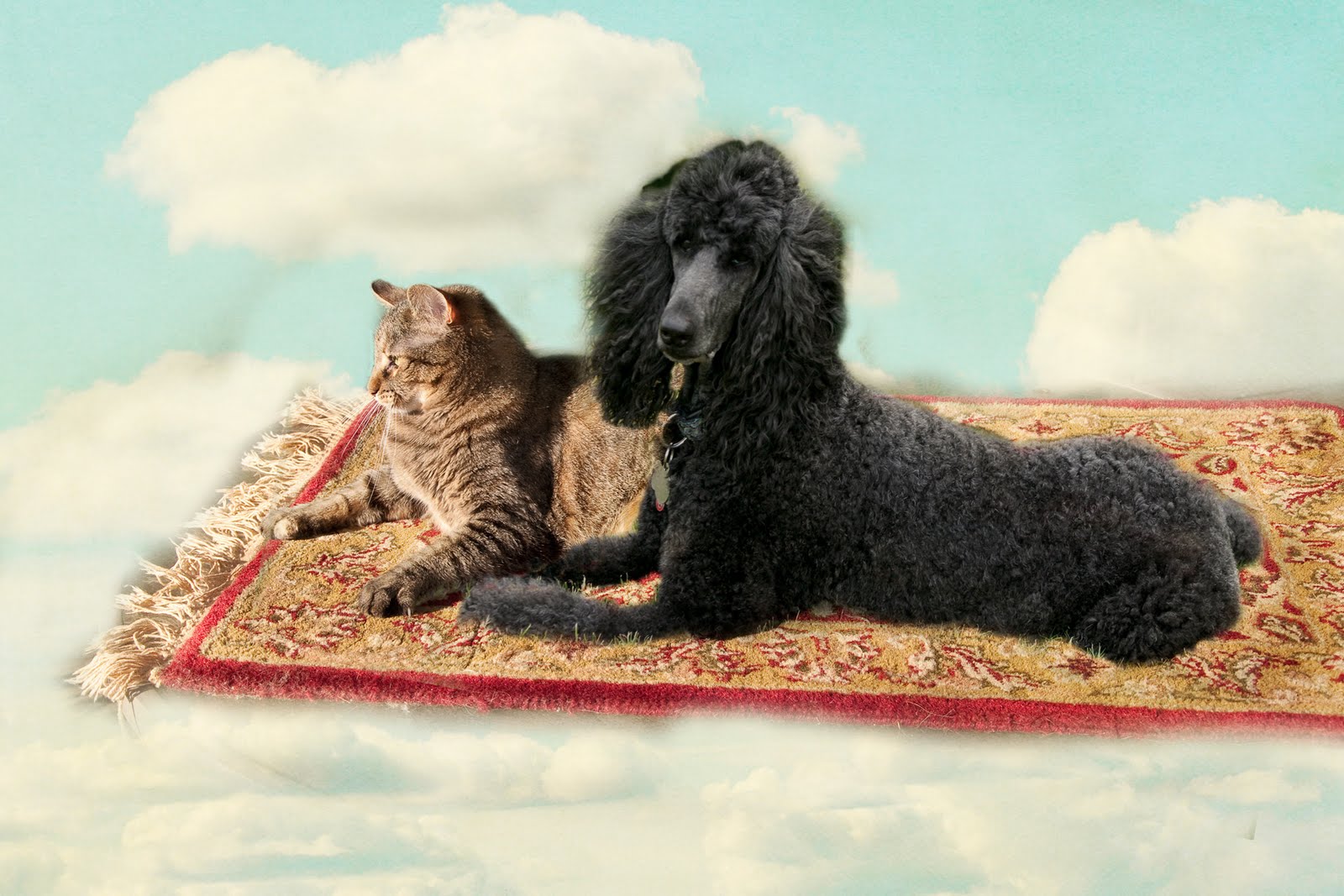 Escape Kitty's Scrappy Adventures: Episode #18 Escape Kitty ( and Chena ...