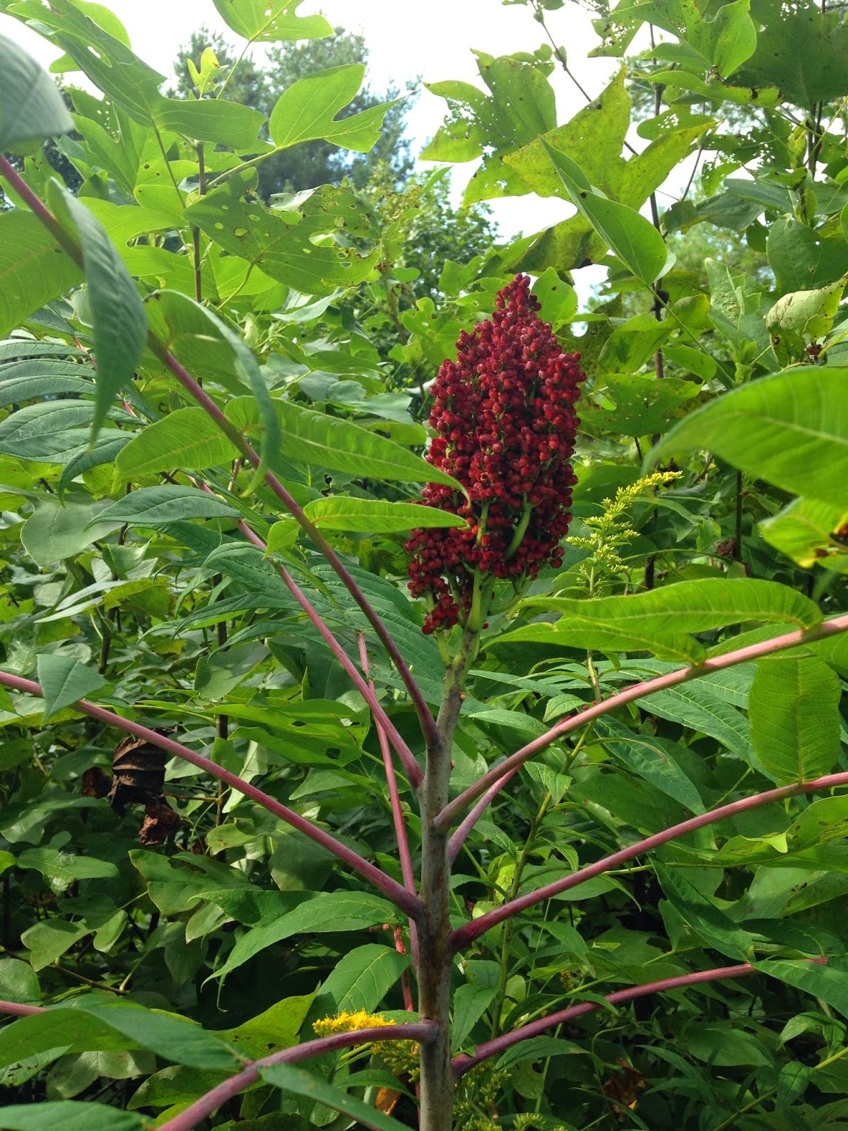 Artemis in the Wilderness