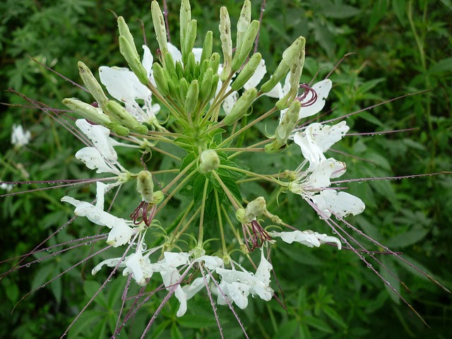 Flor do Mussambê (CLEOME SPINOSA L.) planta medicinal.