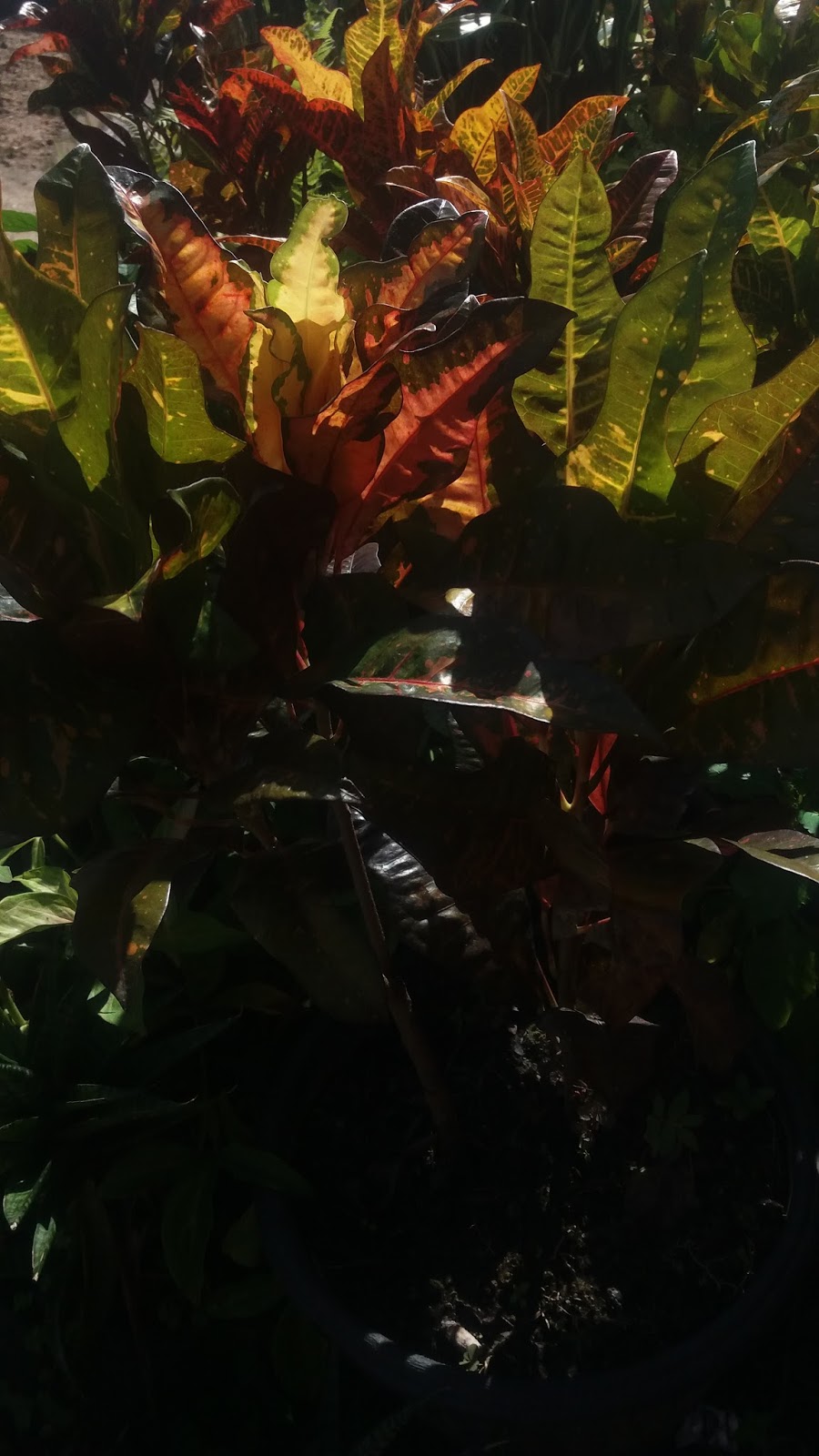 Mengenal Bunga Puring