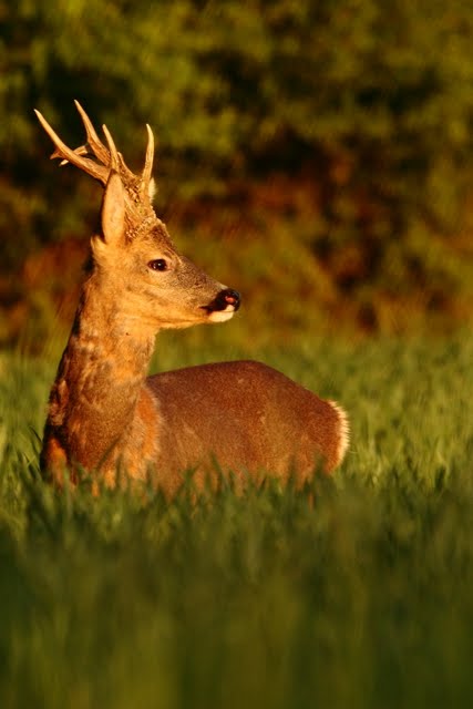 PHOTOGRAPHE NATURE: Magnifique Chevreuil à Creuse (80)