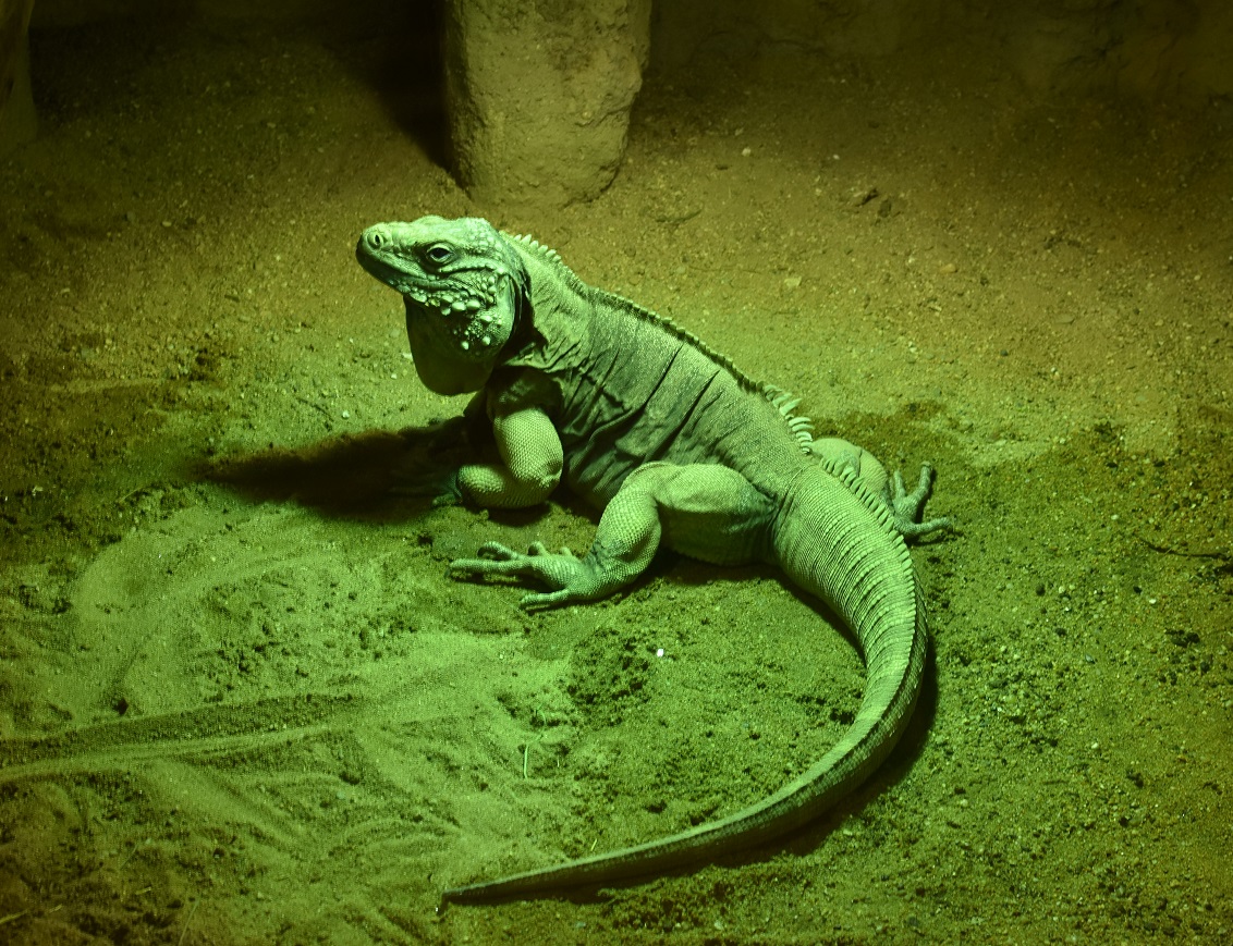 ZOOTOGRAFIANDO (6.100 ANIMALS): IGUANA AZUL / BLUE IGUANA (Cyclura lewisi)