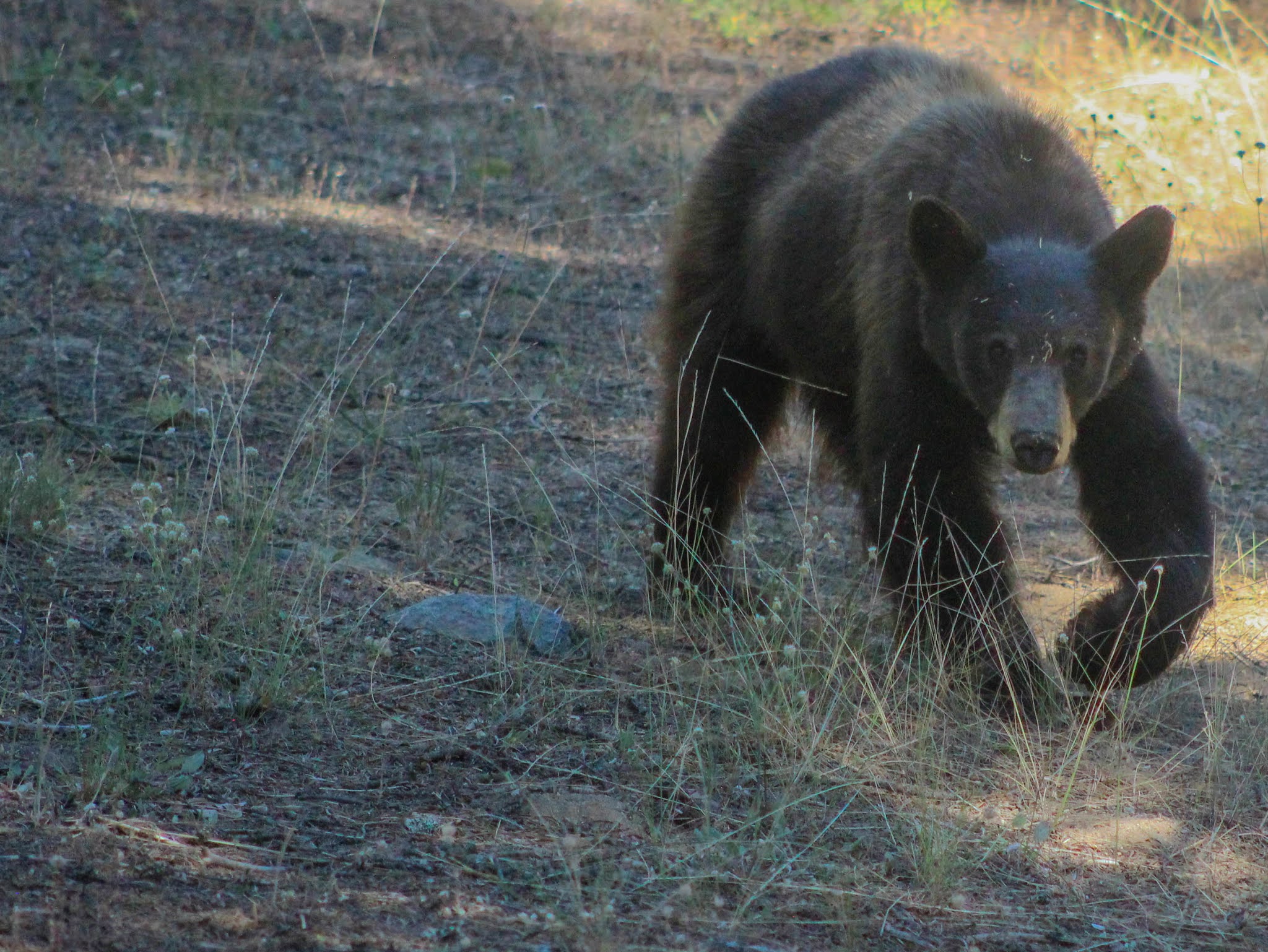 Cannundrums: California Black Bear