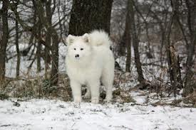 Hondeninformatie: Samojeed