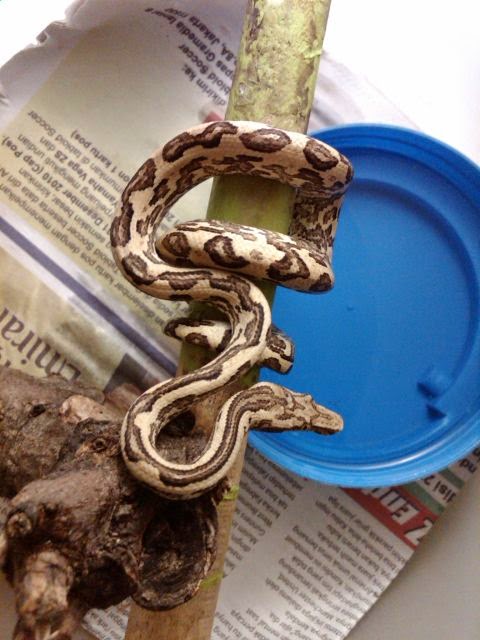 MONO POHON ~ R.J. Syahrulloh