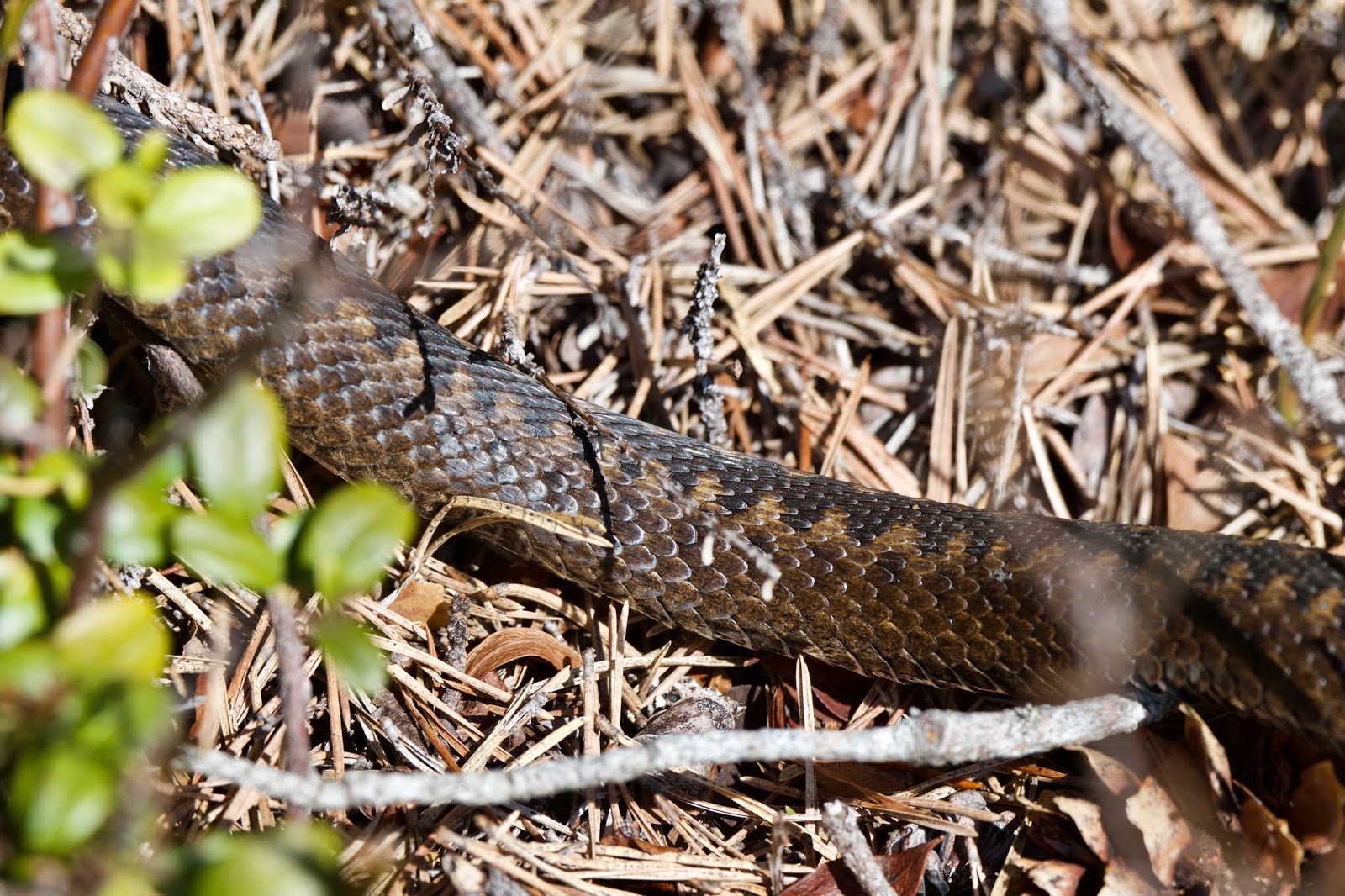 Naturfoto Einar Hugnes: Bare en hoggorm å se i det varme vårværet i Bymarka