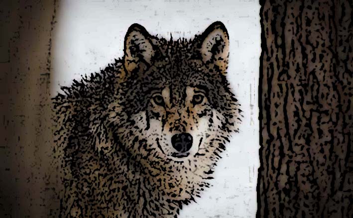 SABER CURIOSIDADES: 16 CURIOSIDADES QUE VOCÊ DEVIA SABER SOBRE OS LOBOS