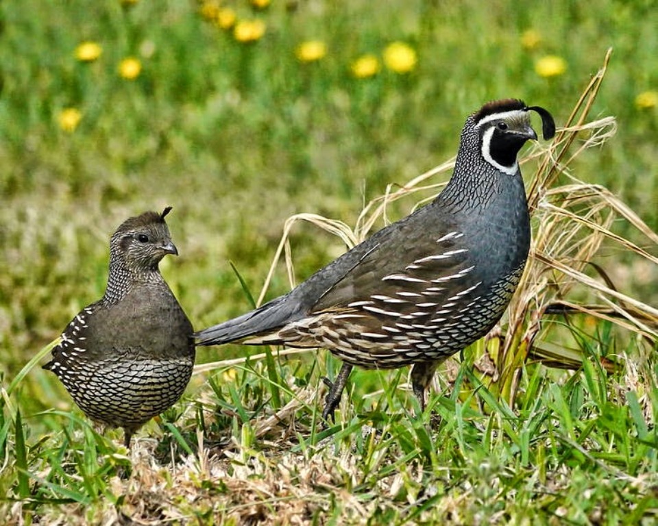 ΟΡΤΥΚΙΑ (QUAILS) photos - wallpapers (ανανεωμένο) | the fun bank