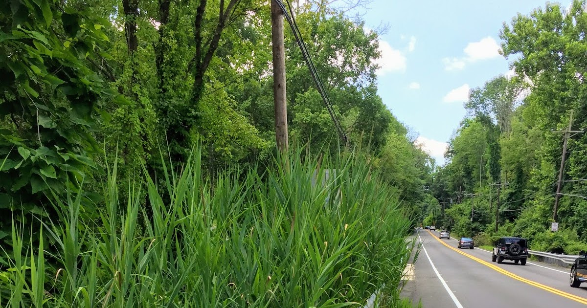 Princeton Nature Notes: The Grass That Ate The King's Highway