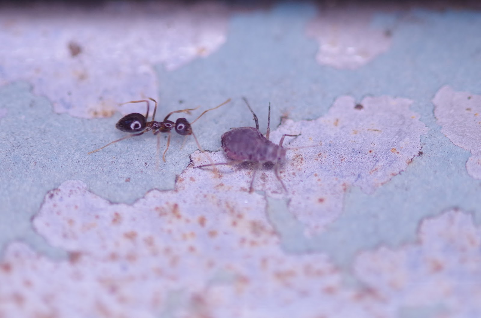 The Bugs in the Backyard: Insects