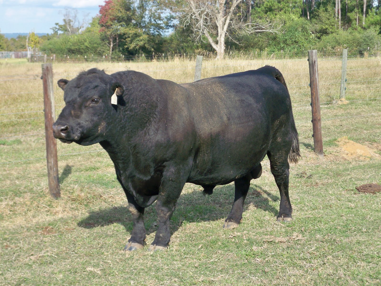 Gizmo Angus Blog: 2011 Florida Bull Test