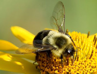 Lumea Animala: Insectele