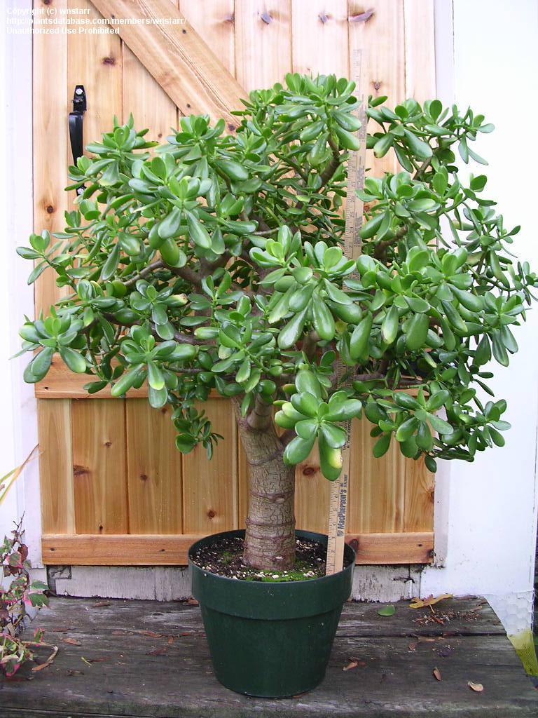 The plant of the day (2) : The Jade Plant