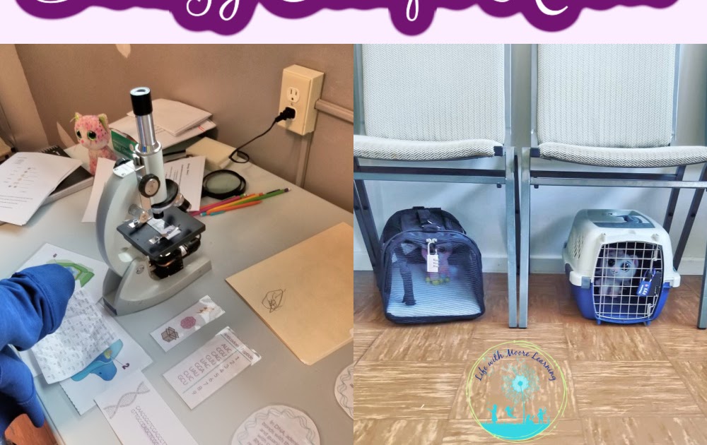 Review High School Biology with this Free Escape Room - Life with Moore ...