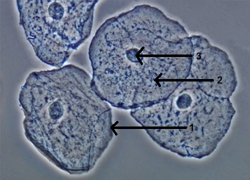 Ciências Naturais 7º Ano: Células animais e vegetais vistas o microscópio