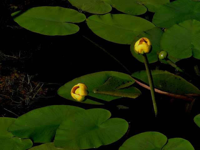 Rach's Wildflower Images: Spadderdock, Yellow Pond Lily, Yellow Cow ...