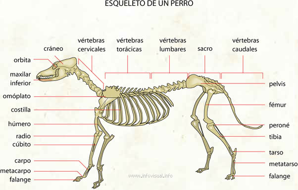 Anatomía ~ Amigo Perroo