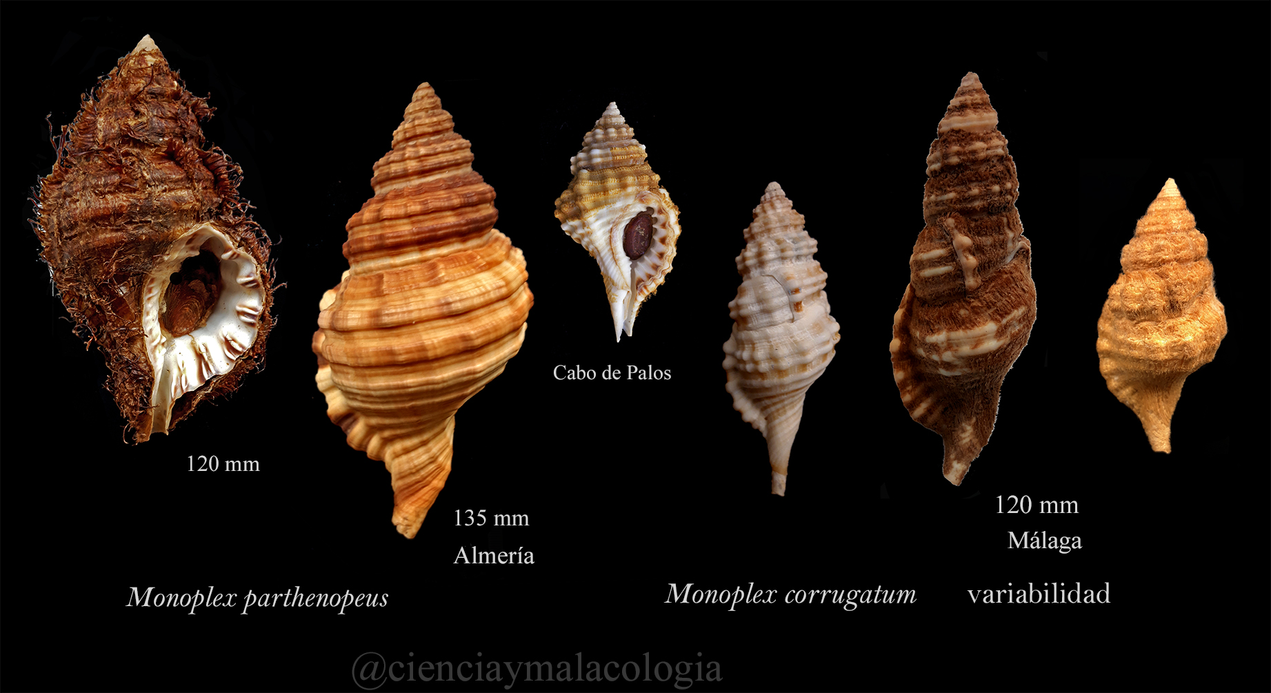 MALACOLOGÍA MEDITERRÁNEA: Ranellidae