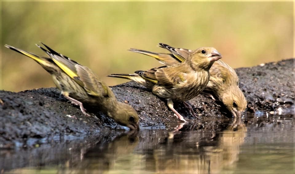 Dorpen en Steden van Nederland: Nistelrode (Noord-Brabant)