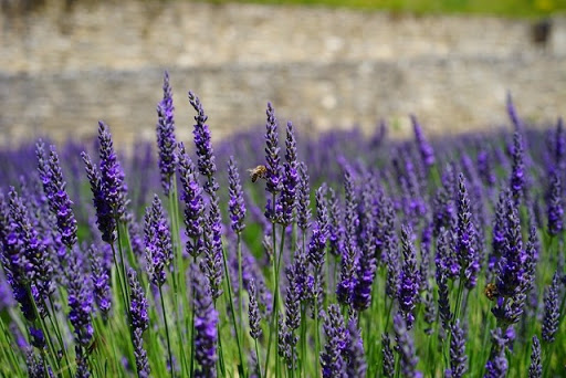Lavanda: proprietà e significato