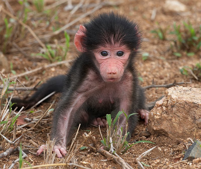 Animals Pictures, Baby Baboon, Baboon Adoptions