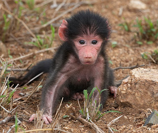 Animals Pictures, Baby Baboon, Baboon Adoptions