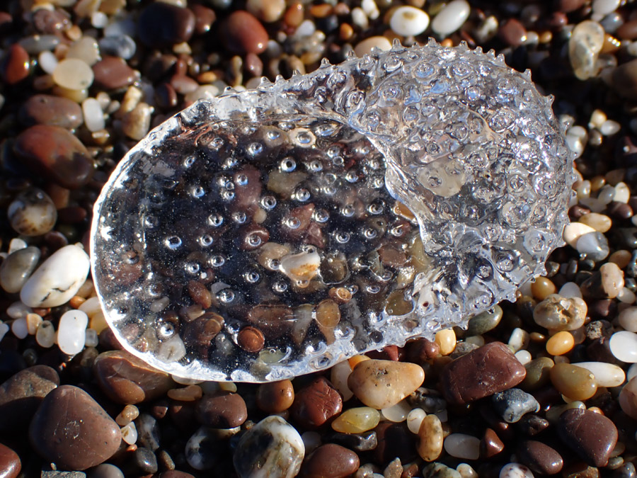 The Natural History of Bodega Head: 2020