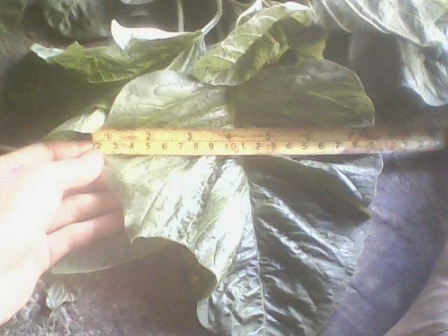 Bayam Peyek, Jenis Bayam Yang Daunnya Lebar - Seputar Ilmu Pertanian