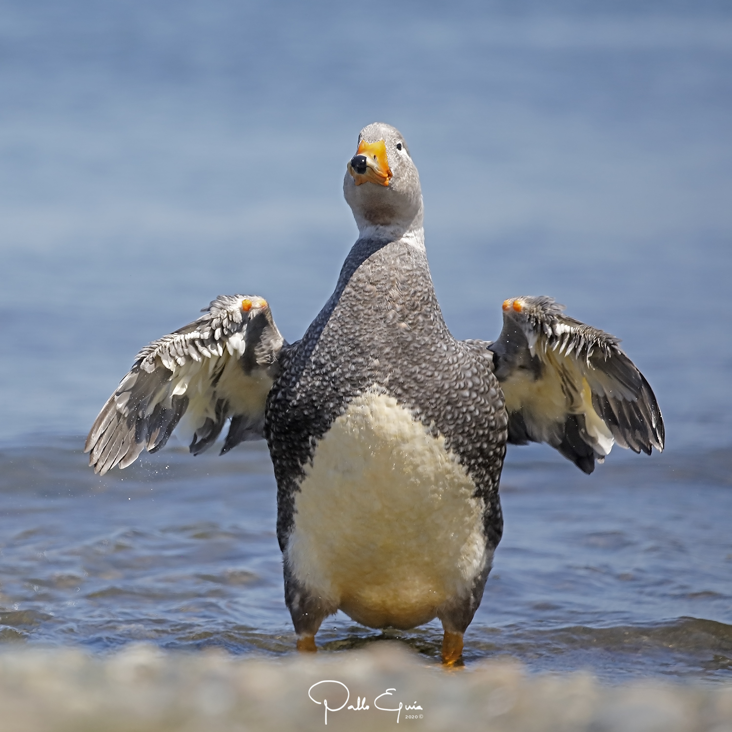 mis fotos de aves: Tachyeres patachonicus Quetro Austral Flying Steamer ...