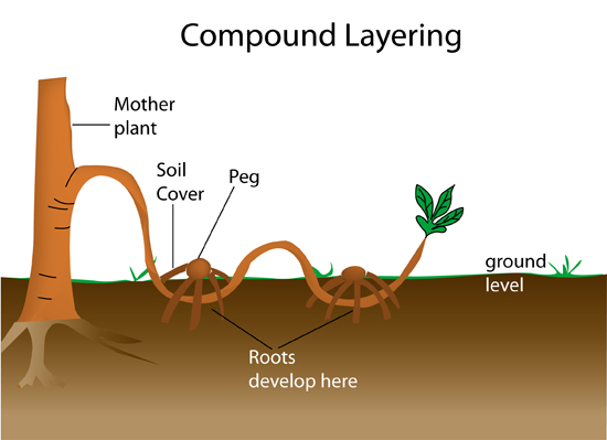 Layering And Its Types Overall Science