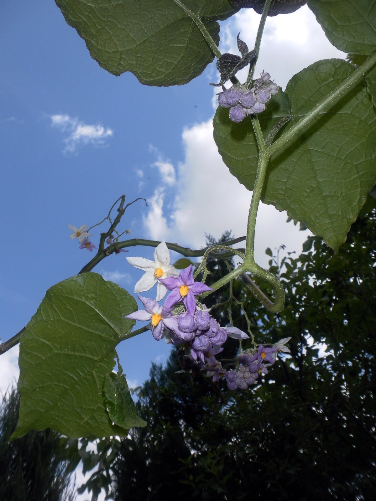Scirpidiella's Plants: Hardy Tamarillos (Cyphomandra sp.div.)