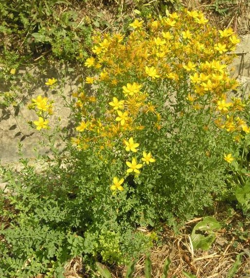 Zasadi Svoj Vrt: Kantarion ( Hypericum perforatum L. )