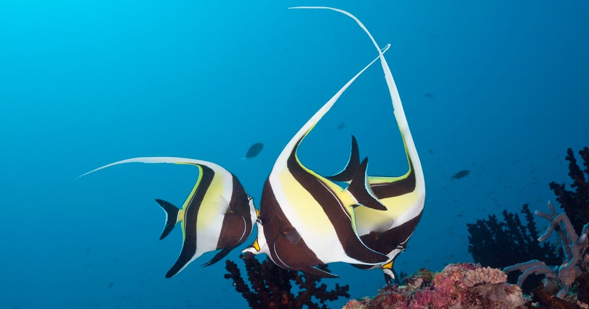 IKAN INJEL ~ Everything About Fish