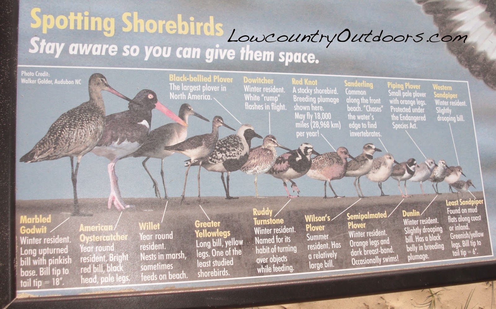 Lowcountry outdoors: Manomet Monitors Shorebird Migration at Yawkey ...
