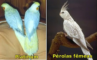 .: Cores de Calopsitas