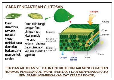 UMAM Agro-Urban Garden: Kitosan/Chitosan