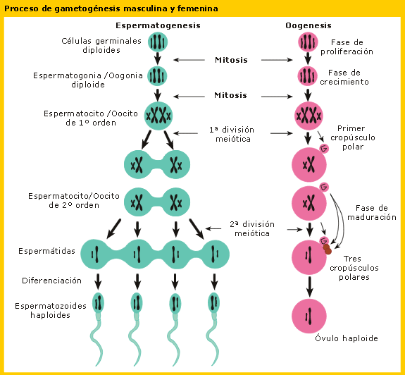 Gametogénesis