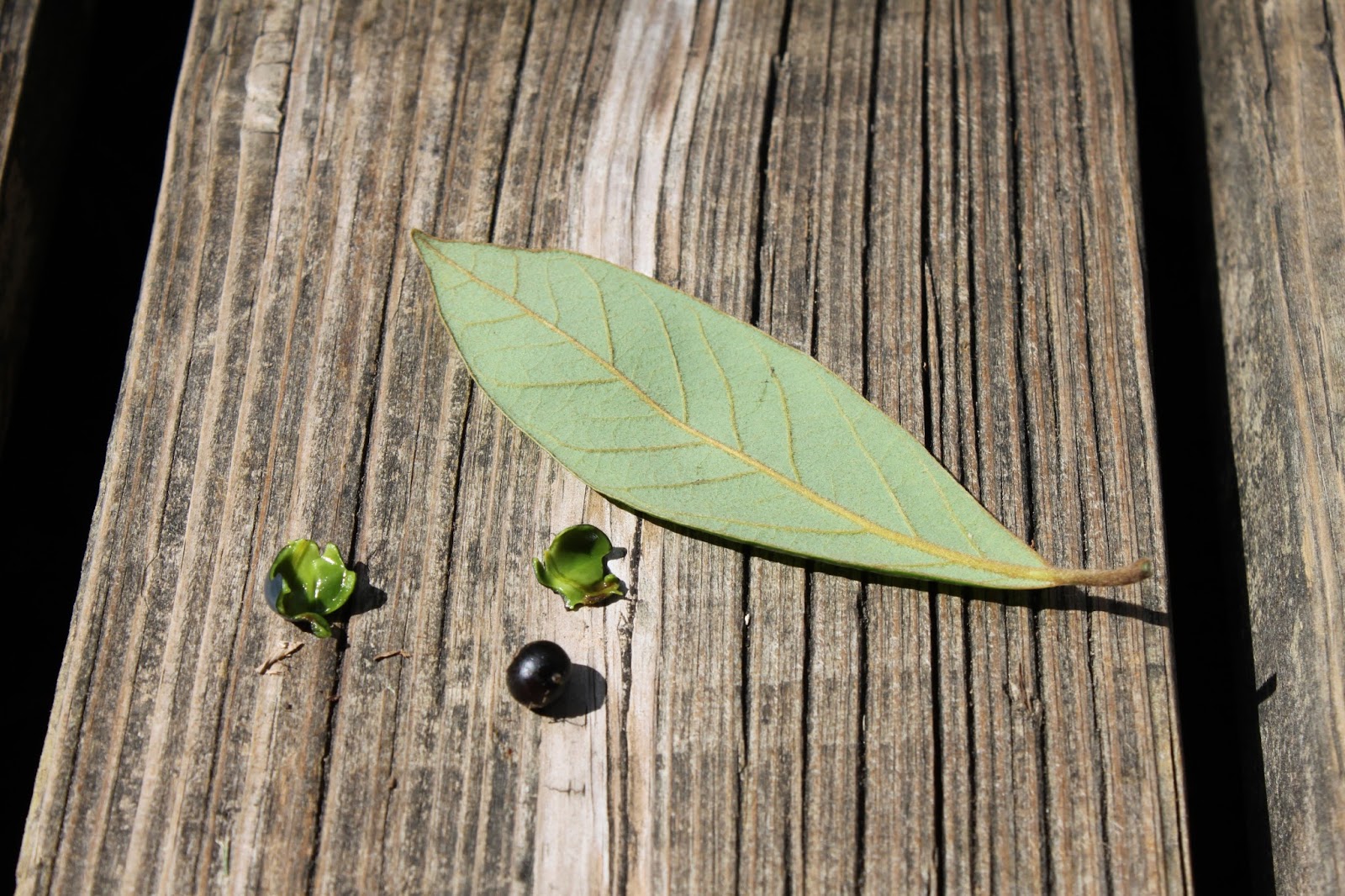 Centenary College Arboretum: Tree of the Week: Red Bay (Persea borbonia)