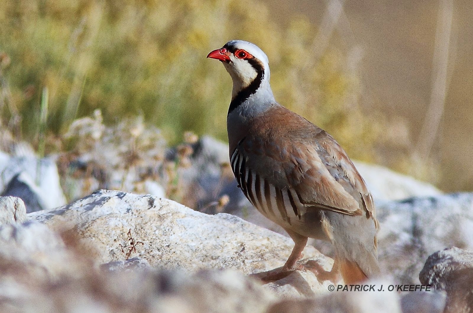 Raw Birds: CHUKAR Alectoris chukar Asprokremmos Dam, Mandria, Cyprus