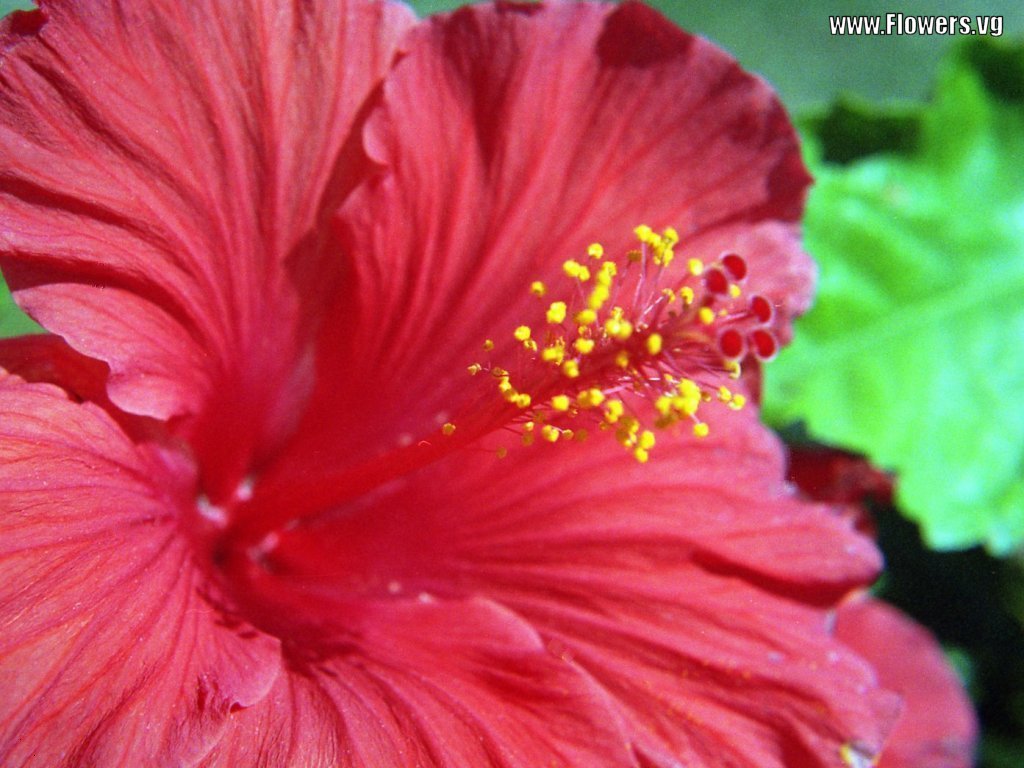Hibiscus flower wallpaper |hd wallpapers|widescreen desktop backgrounds ...