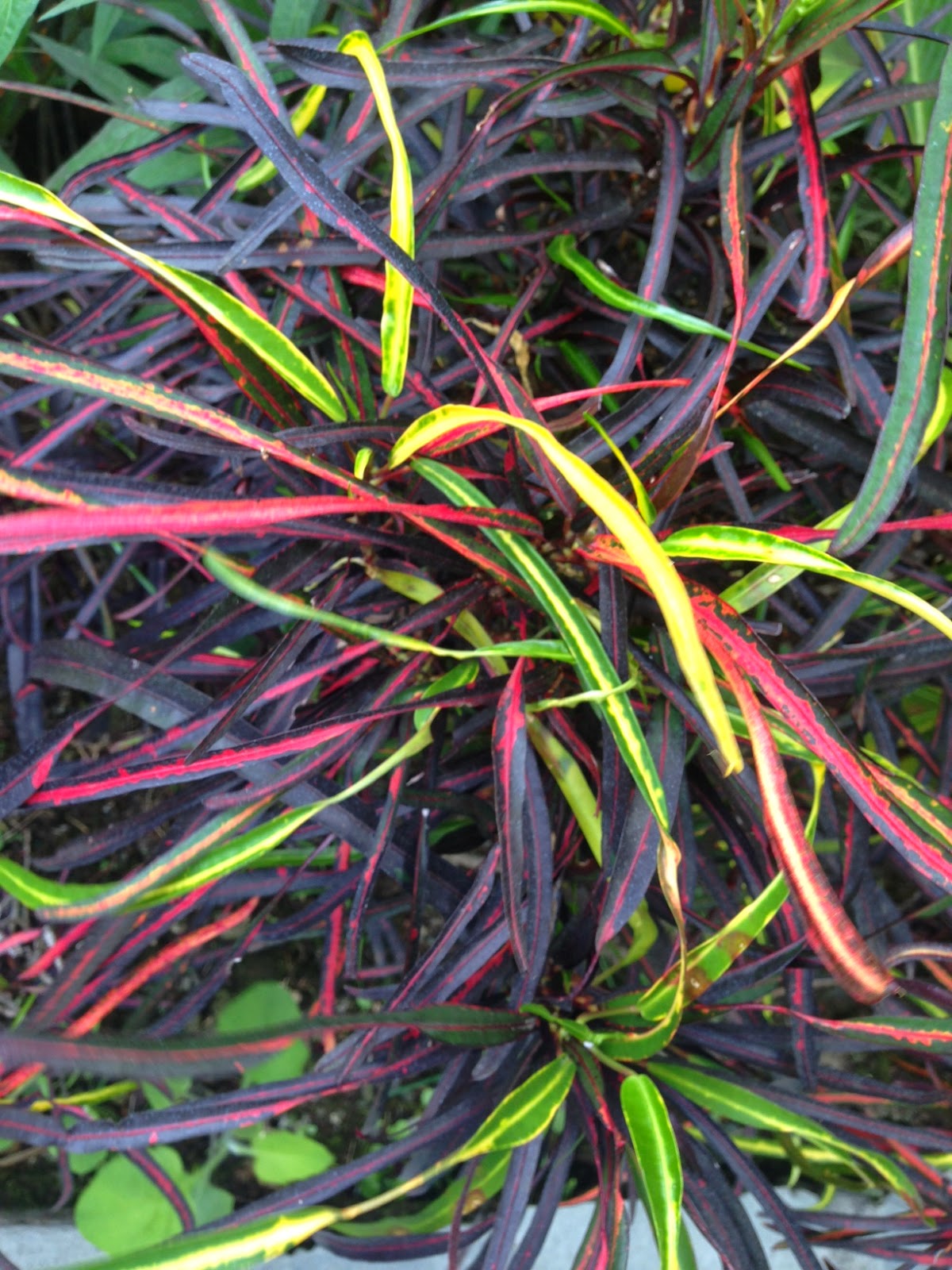 O Garden, My Garden!